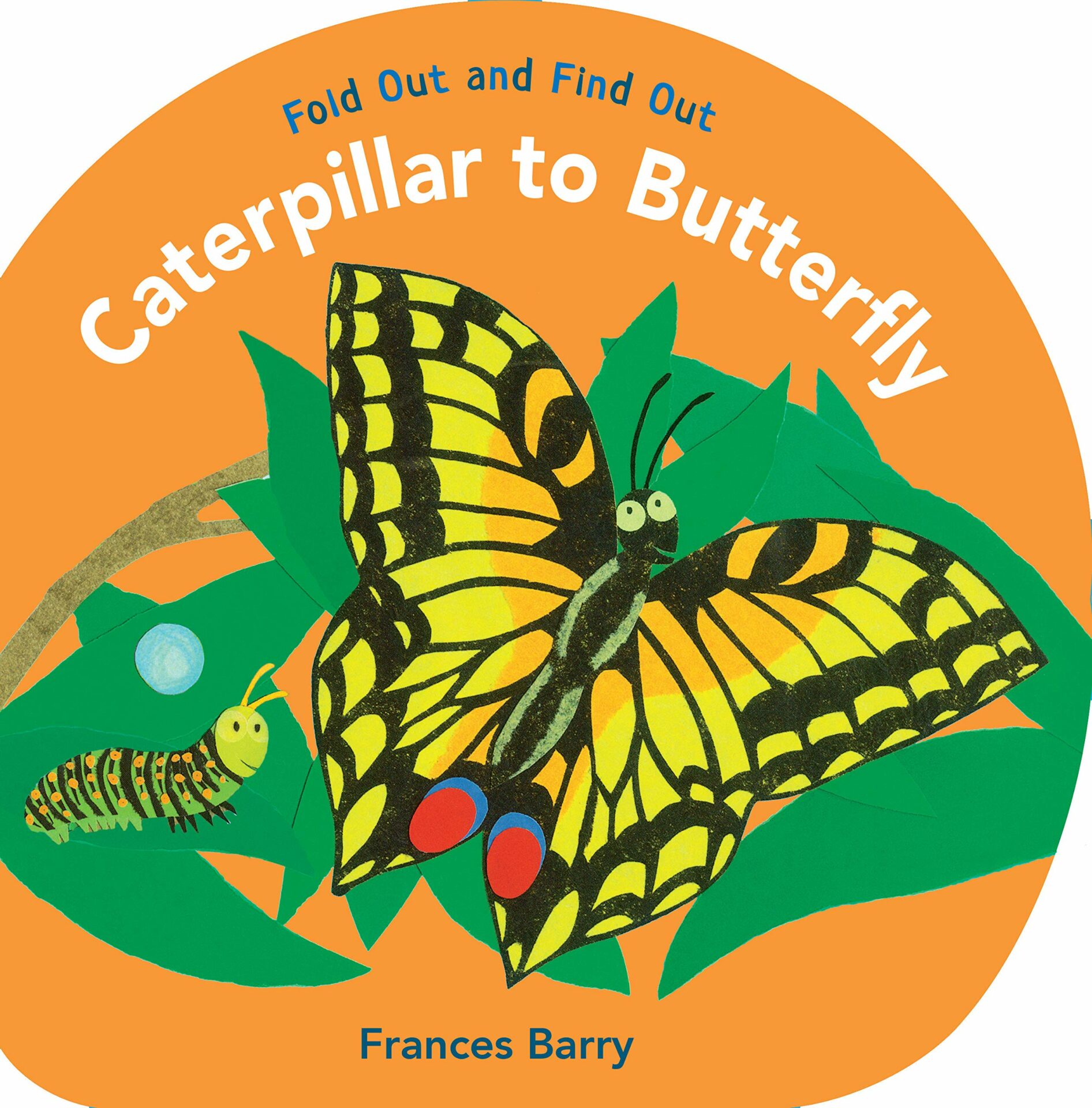 Fold Out and Find Out: Caterpillar to Butterfly | Green Valley Book Fair